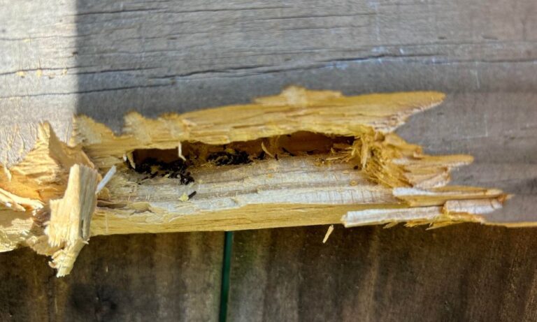 Carpenter Bee Damage Tips for 2025 | These Work Every Time!