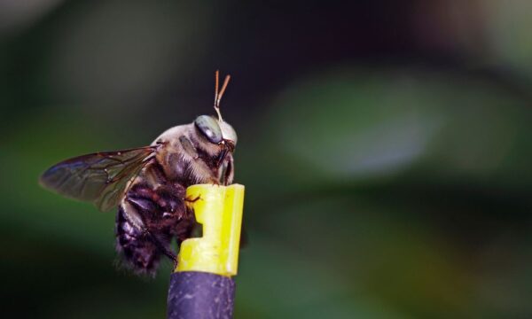 Carpenter Bee Holes: What They Look Like & How to Fix Them!